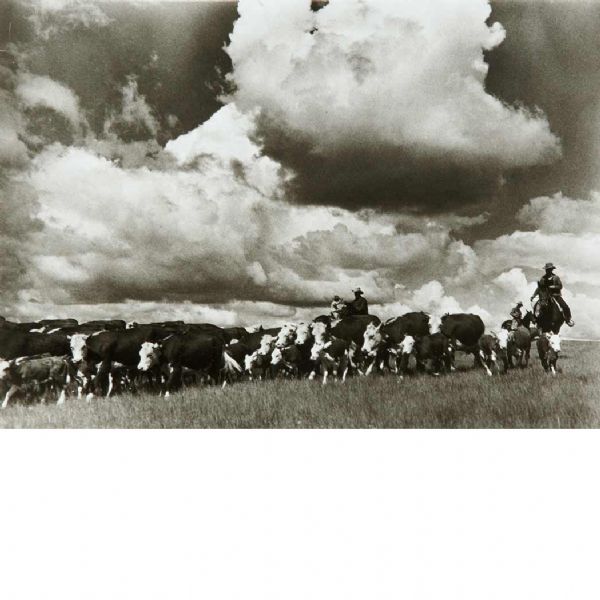 Group of fifteen images depicting cowboys, cattle and ranch scenes by ...