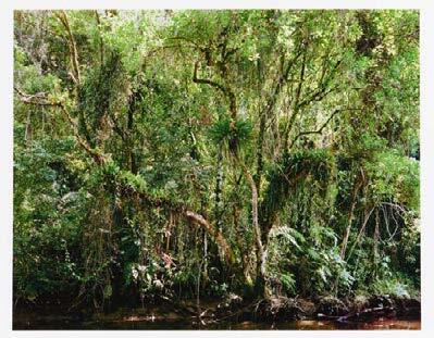 Paradies by Thomas Struth artist at VAN HAM Fine Art Auctions auction ...